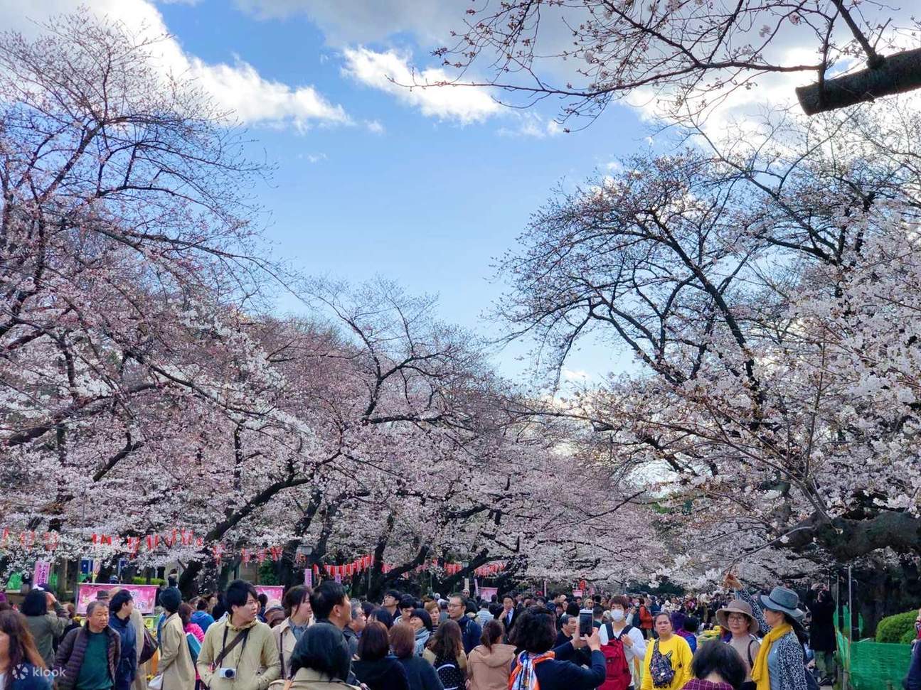 [Sakura Limited] Mt. Fuji Cherry Blossom Viewing Day Tour｜Yagizaki Park ...